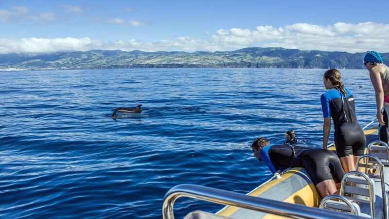 Azores: Swim with Dolphins Atlantic Experience - Final Thoughts