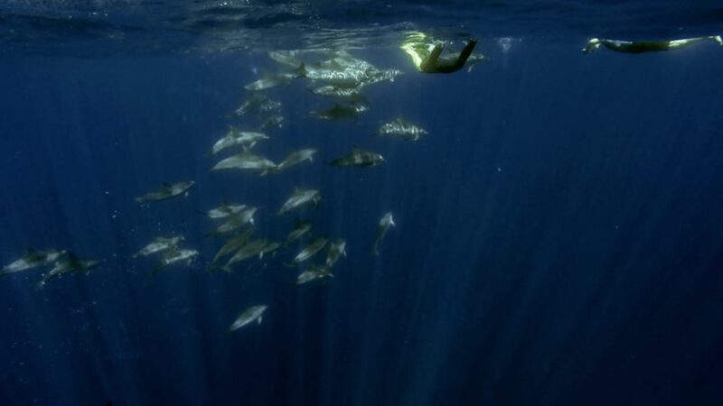 Azores: Swim with Dolphins Atlantic Experience - Frequently Asked Questions