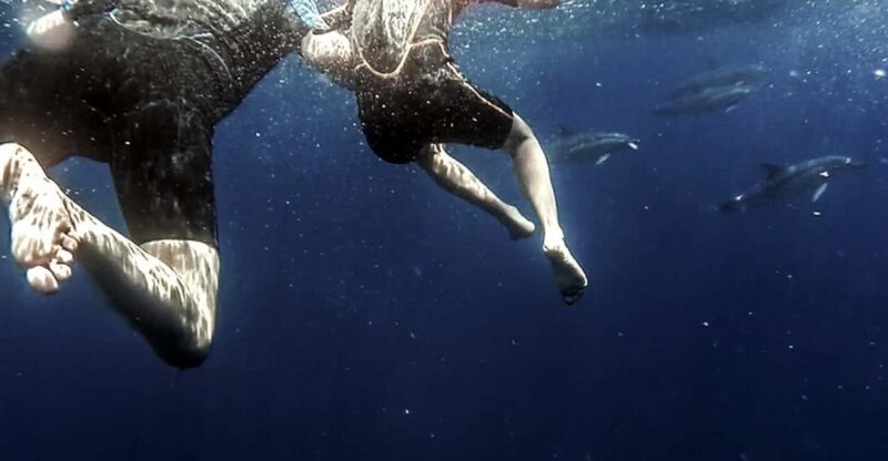 Azores: Swim with Dolphins Atlantic Experience - Key Points