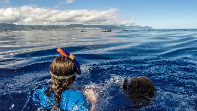 Azores: Swim with Dolphins Atlantic Experience - An In-Depth Look at the Azores Dolphin Swim Tour