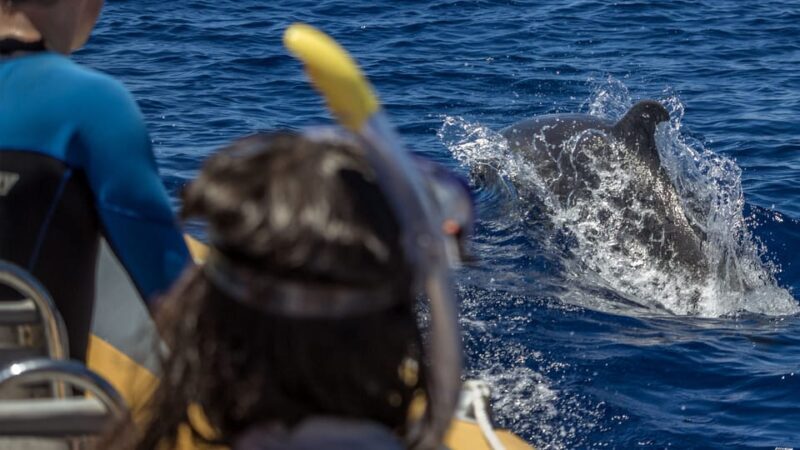 Azores: Swim with Dolphins Atlantic Experience - Who Should Consider This Experience?
