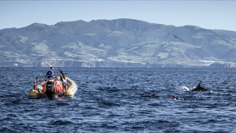 Azores: Swim with Dolphins Atlantic Experience - Final Thoughts