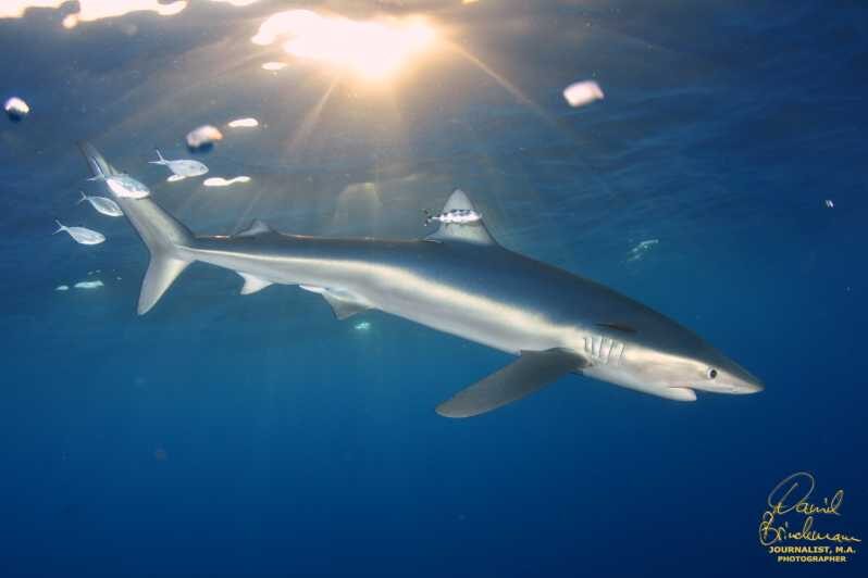 Azores: Swimming with the Sharks - Key Points