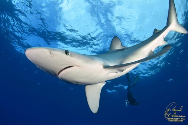 Azores: Swimming with the Sharks - Who Would Love This Tour?