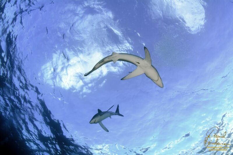 Azores: Swimming with the Sharks - Final Thoughts