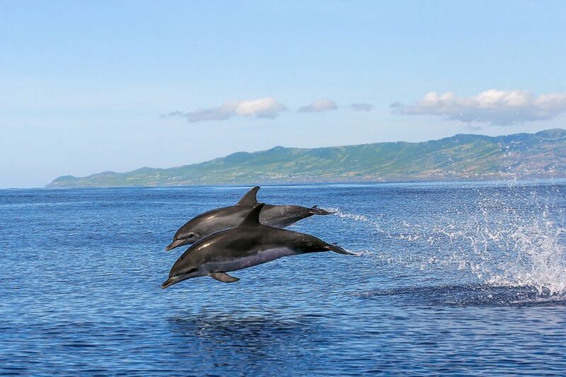 Azores Whale Watching & Islet Boat Tour - Exploring the Azores Whale Watching & Islet Boat Tour: A Deep Dive