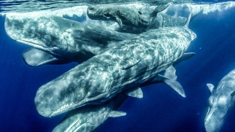 Azores Whale Watching & Islet Boat Tour - Key Points
