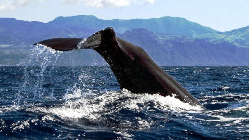 Azores Whale Watching & Islet Boat Tour - What to Expect During the Tour