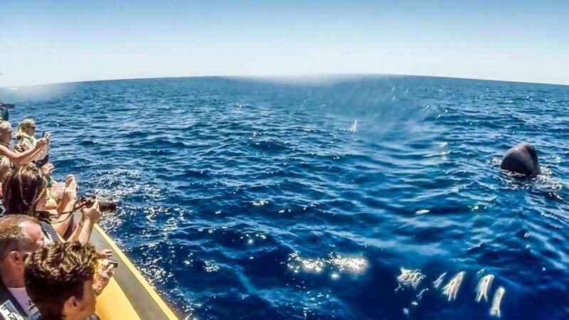 Azores Whale Watching & Islet Boat Tour - Who is This Tour Best Suited For?