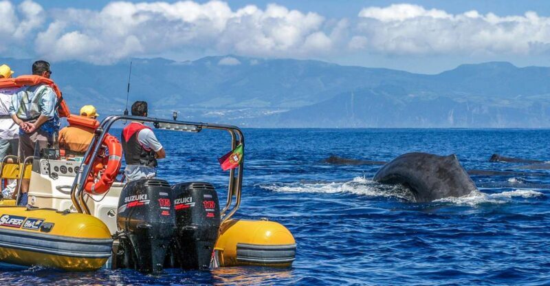 Azores Whale Watching & Islet Boat Tour - In The Sum Up: Why This Tour Should Be on Your List
