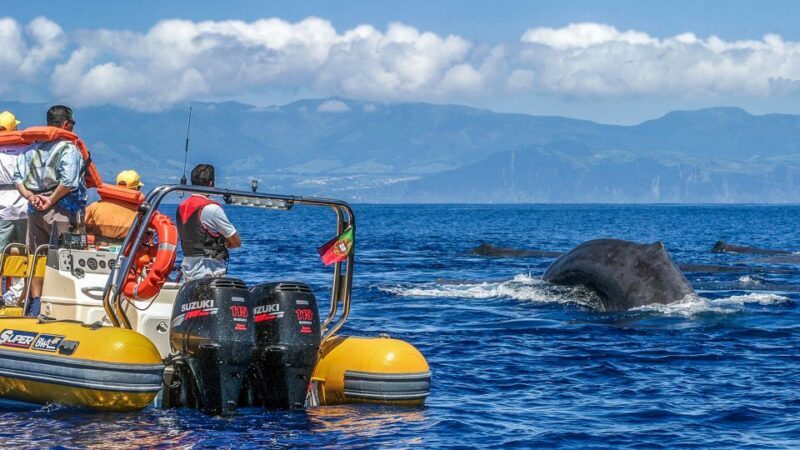 Azores Whale Watching & Islet Boat Tour - FAQs About the Azores Whale Watching & Islet Boat Tour