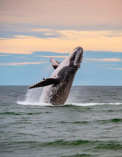Azores: Whale Watching & Islet Boat Tour w/ Marine Biologist - A Closer Look at the Experience