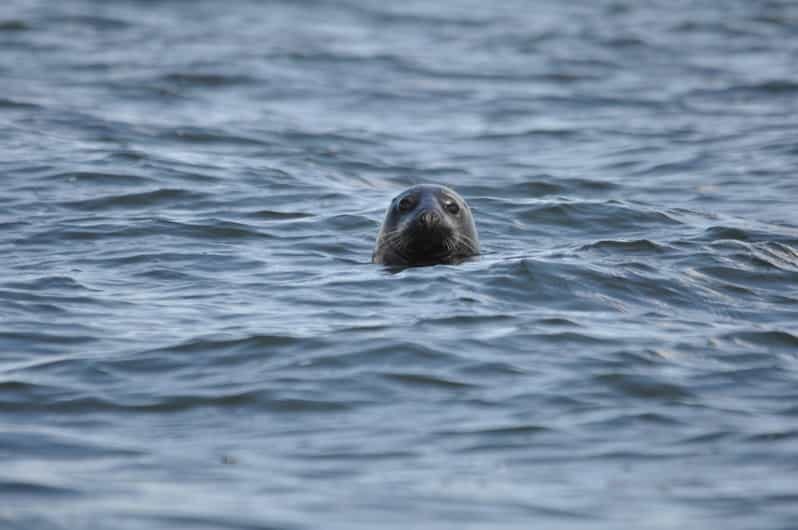 Baabe on Rügen: Seal-Spotting Cruise in the Baltic - A Detailed Look at the Seal-Spotting Cruise