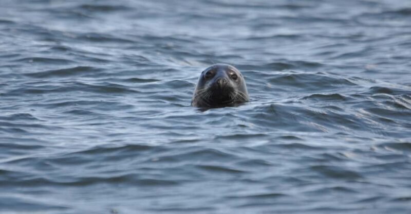 Baabe on Rügen: Seal-Spotting Cruise in the Baltic - Who Should Consider This Tour?