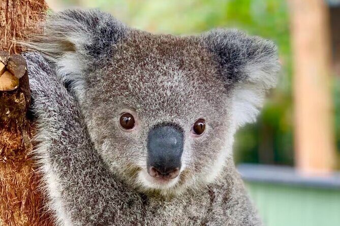 Baby Animals, Boomerangs and BBQ Lunch - Key Points