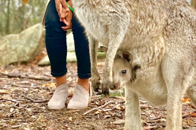 Baby Animals, Boomerangs and BBQ Lunch - Hands-on Boomerang Throwing