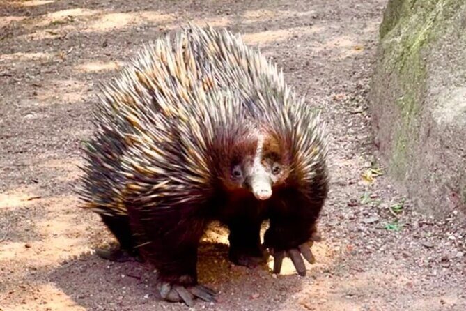 Baby Animals, Boomerangs and BBQ Lunch - The All-You-Can-Eat BBQ Lunch