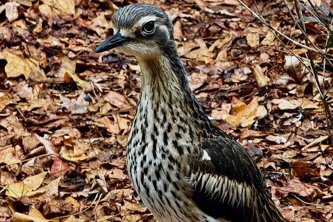 Baby Animals, Boomerangs and BBQ Lunch - Conservation and Giving Back