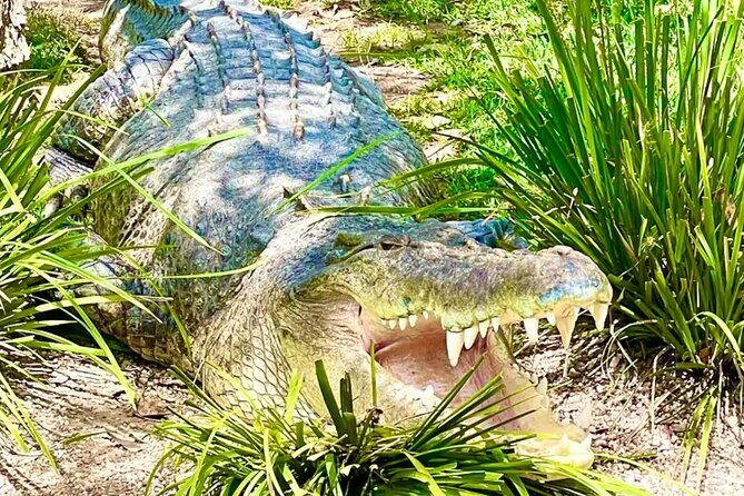 Baby Animals, Boomerangs and BBQ Lunch - A Few Notes