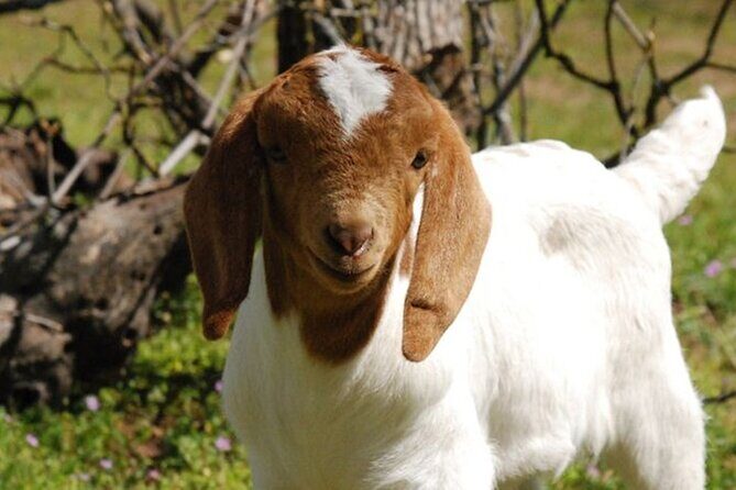 Baby Goat Cuddling and Wine Tour - A Close Look at the Baby Goat Cuddling and Wine Tour