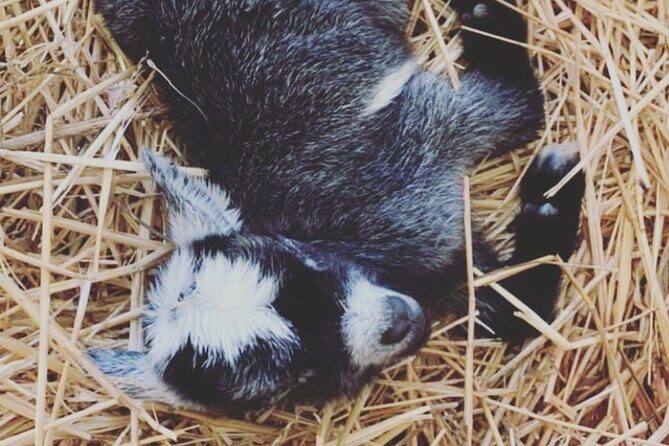 Baby Goat Cuddling and Wine Tour - FAQs