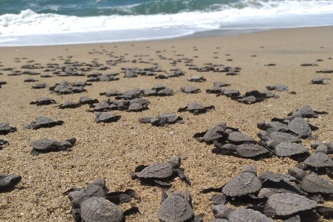 Baby Sea Turtle Releasing Sightseeing Tour with Luis de la Maza - Introduction