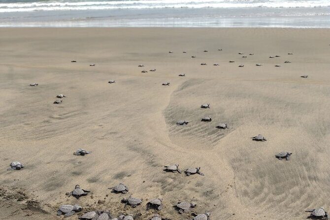 Baby Sea Turtle Releasing Sightseeing Tour with Luis de la Maza - FAQ