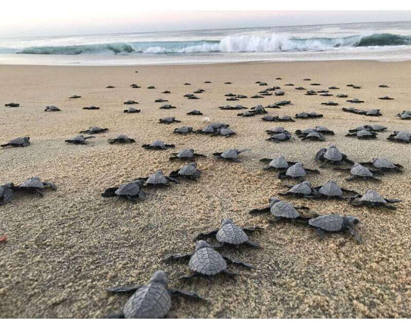 Baby Sea turtles release in Puerto Escondido - An In-Depth Look at the Baby Sea Turtles Release Tour