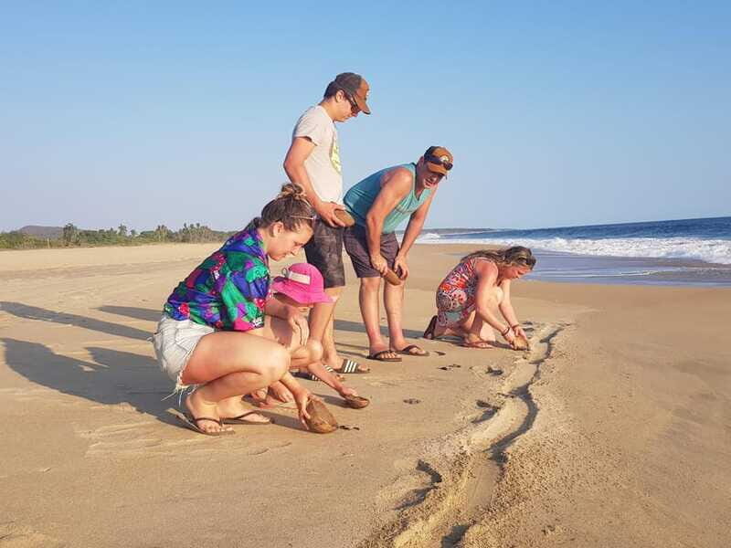 Baby Sea turtles release in Puerto Escondido - The Sum Up