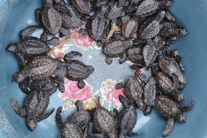 Baby Turtle Release in Coyote Escobilla Beach - FAQ