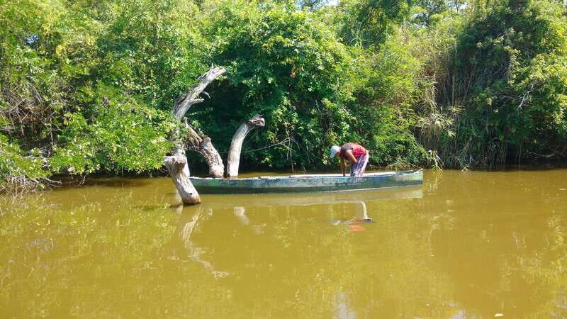 .Baby Turtle Release, Lagoon Boat Ride, and Crocodile Farm - A Close Look at What This Tour Offers