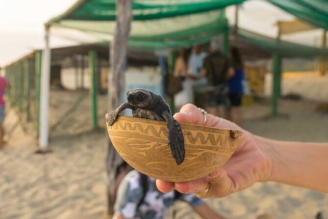Baby Turtle Release Tour + Pick up + Courtesy in Puerto Escondido! - Final Thoughts