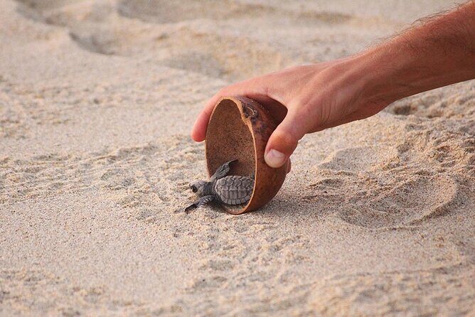Baby Turtle Release Tour + Pick up + Courtesy in Puerto Escondido! - FAQs