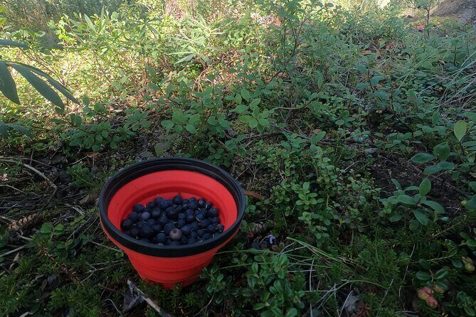 Backcountry Eats & Foraging Treats - Authenticity & Real-World Feedback