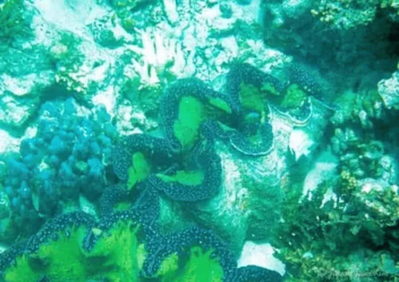 Bacolod: Sagay Tour with Transfers - Key Points