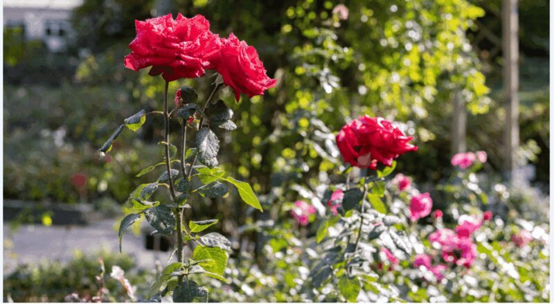 Bad Wörishofen: Rose Garden Tour - What to Expect from the Rose Garden Tour