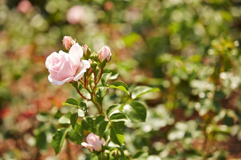Bad Wörishofen: Rose Garden Tour - The Itinerary in Detail
