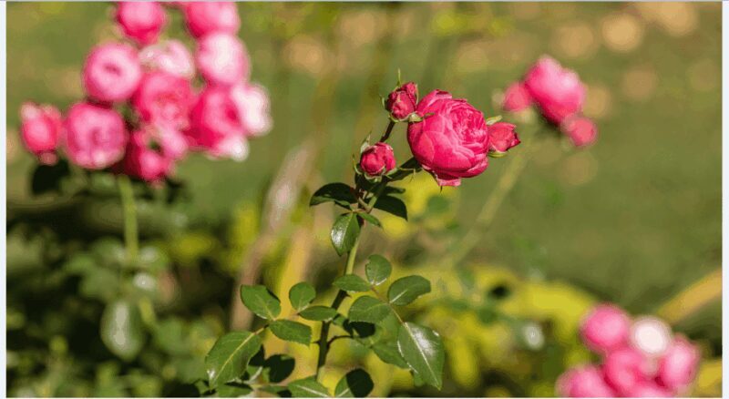 Bad Wörishofen: Rose Garden Tour - Practical Details