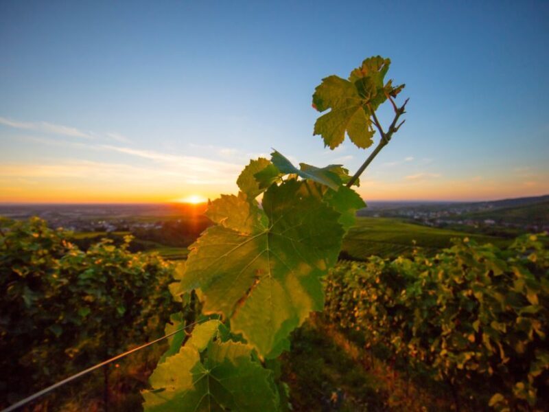 Baden-Baden: Wanderung mit dem Schwarzwald-Guide - Practical Details and How to Make the Most of It