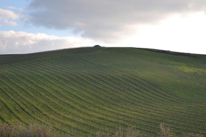 Baglio Florio Adamo: Oil Tasting - Key Points