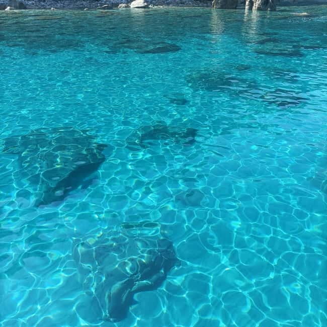 BAGNARA TOUR COSTA VIOLA GIRO GROTTE + SOSTE BAGNO - FAQ: Your Questions Answered
