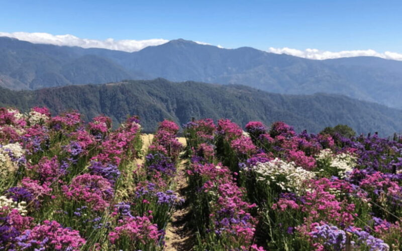 Baguio Atok Flower Blossoms (Private Tour) - Final Thoughts: Who Is It For?
