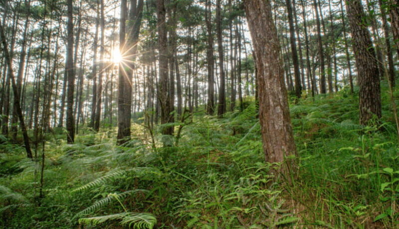 BAGUIO CITY DAY TOUR (FROM MANILA) - Is the Value Worth It?