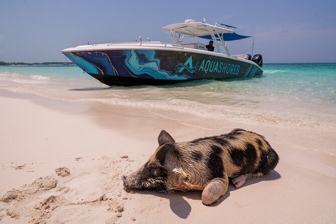 Bahamas Adventure: Pigs, Reef, Turtles, and Beach with Lunch - Key Points