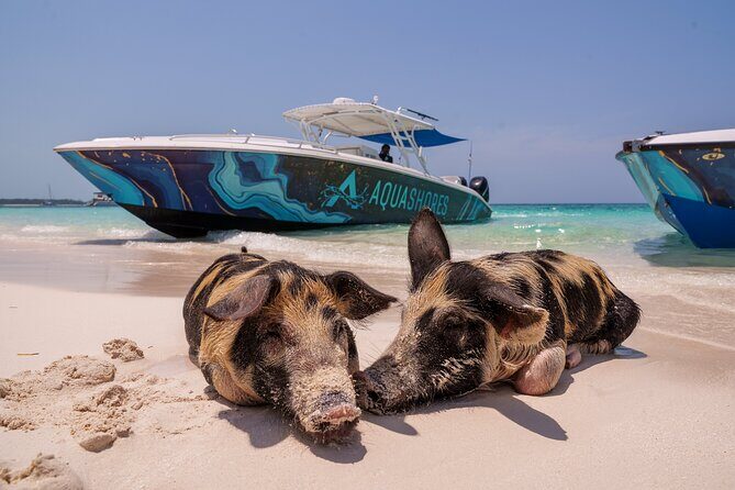 Bahamas Adventure: Pigs, Reef, Turtles, and Beach with Lunch - The Experience of the Guides and Crew