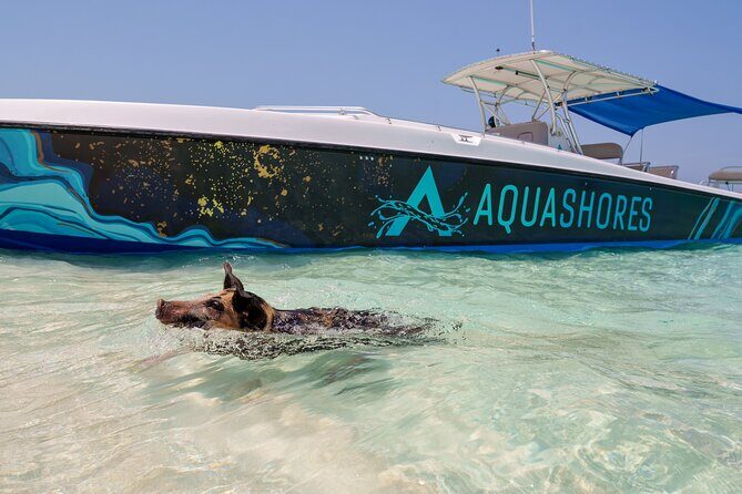 Bahamas Adventure: Pigs, Reef, Turtles, and Beach with Lunch - The Sum Up: Who’s It Best For?