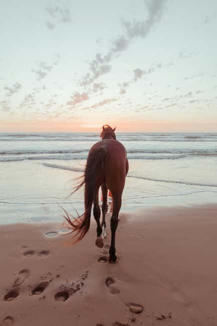 Bahamas: Horseback Riding Adventure on Beaches & Trails - What You Can Expect During the Ride