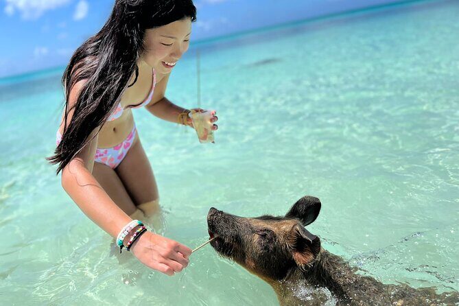 Bahamas Swimming Pigs Experience on Rose Island - Key Points