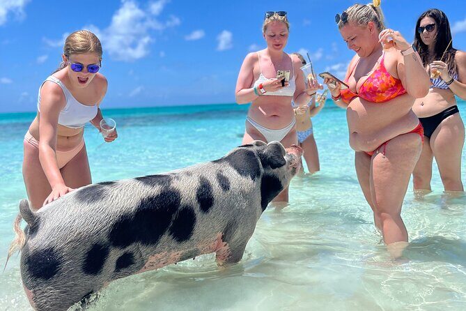 Bahamas Swimming Pigs Experience on Rose Island - The Sum Up