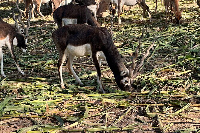 Bahawalpur Heritage Sites and Cholistan Desert Adventure - Key Points